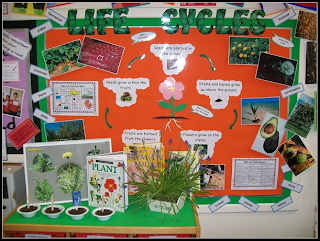 Creative Teaching Displays: Science Displays - Life Cycles and Habitats