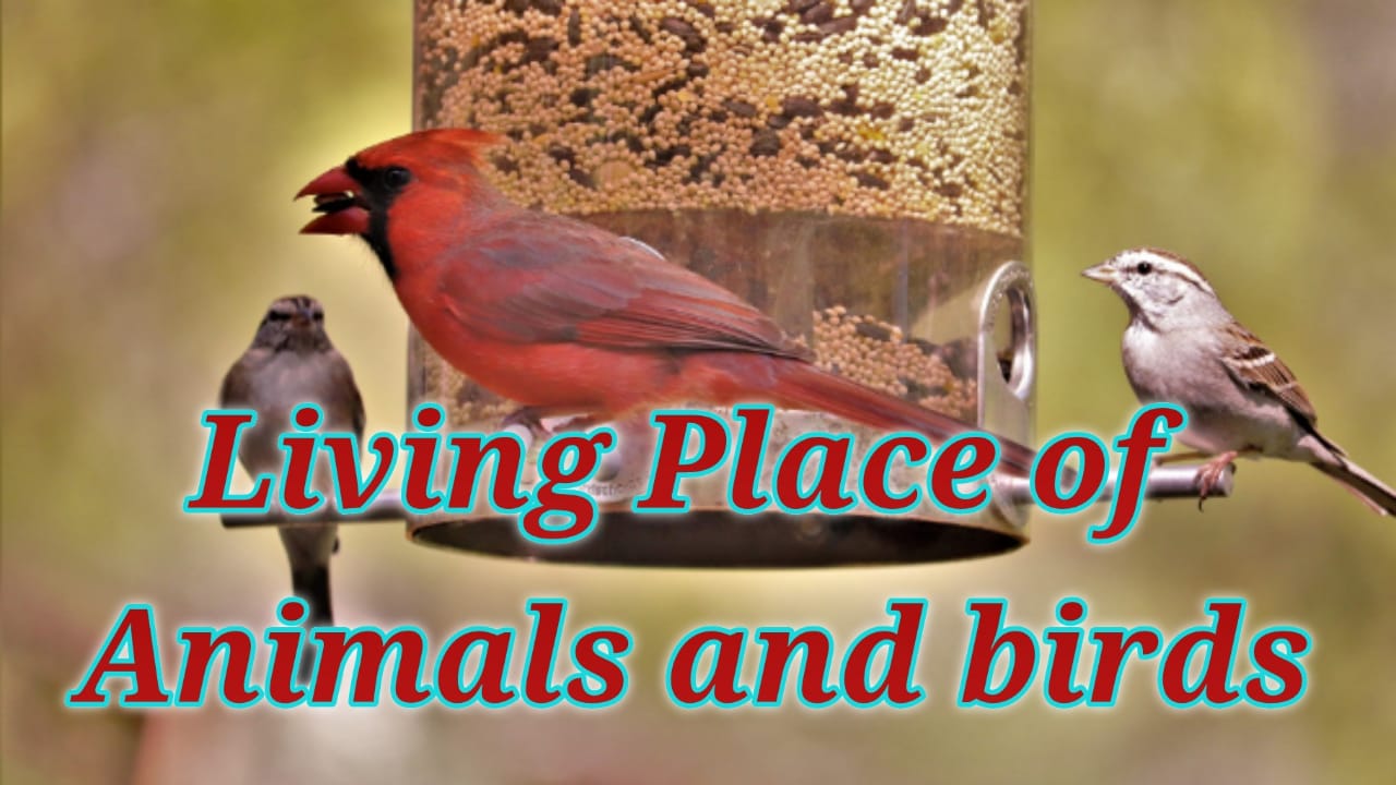 Living Place of animals and birds