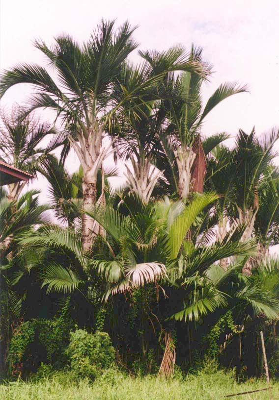 Pokok Rumbia Pokok Kehidupan oleh Heidi Munan | Melanau