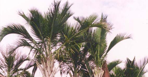 Pokok Rumbia Pokok Kehidupan oleh Heidi Munan | Melanau