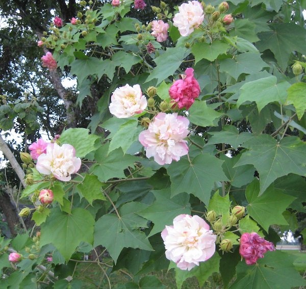 stuff from ellen's head: confederate rose in bloom