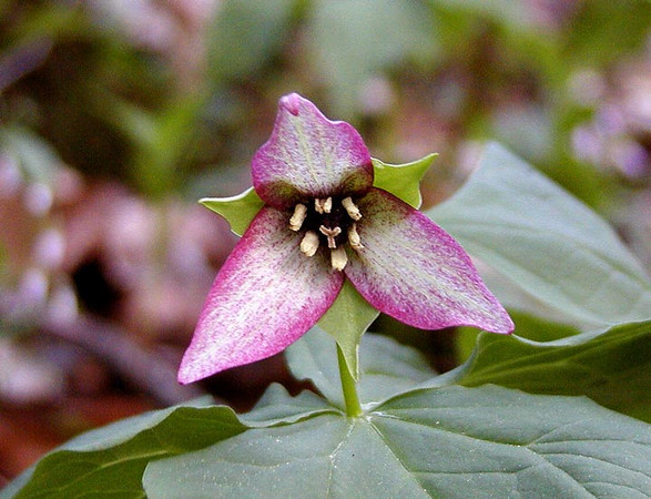 Cumberland Gal: Hybrid Trilliums 2021