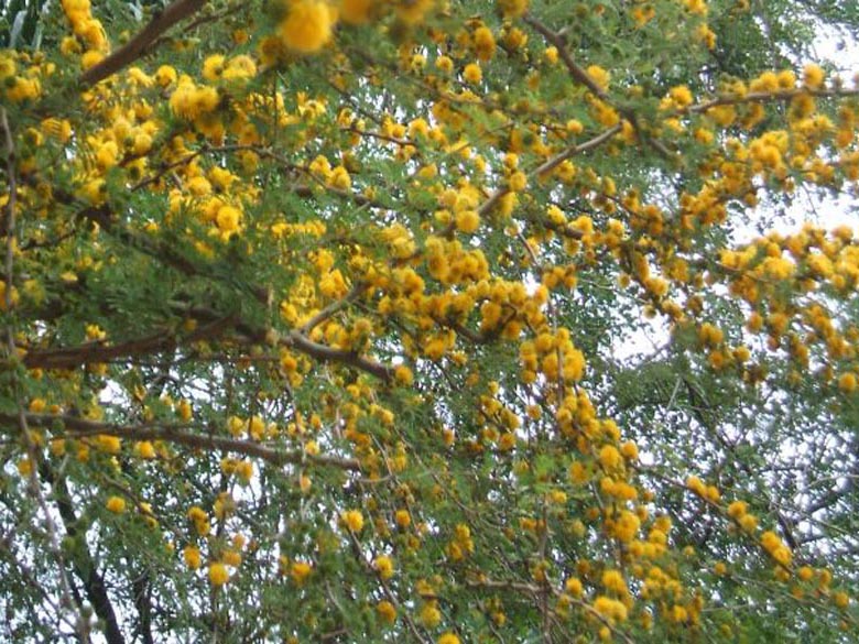 elarbolmiamigo-encinarosa: Acacia caven / Aromo criollo / Espinillo ...