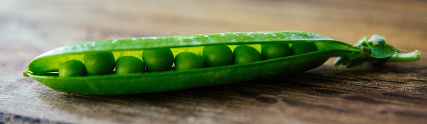 Šárka Janalíková: VI.třída - Přírodopis - pracovní list č.3 - Luskoviny ...