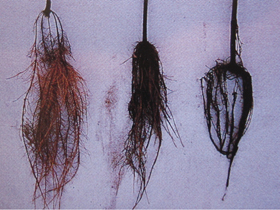 Earth's Internet & Natural Networking: Dryland Farming, Vineyards & why ...