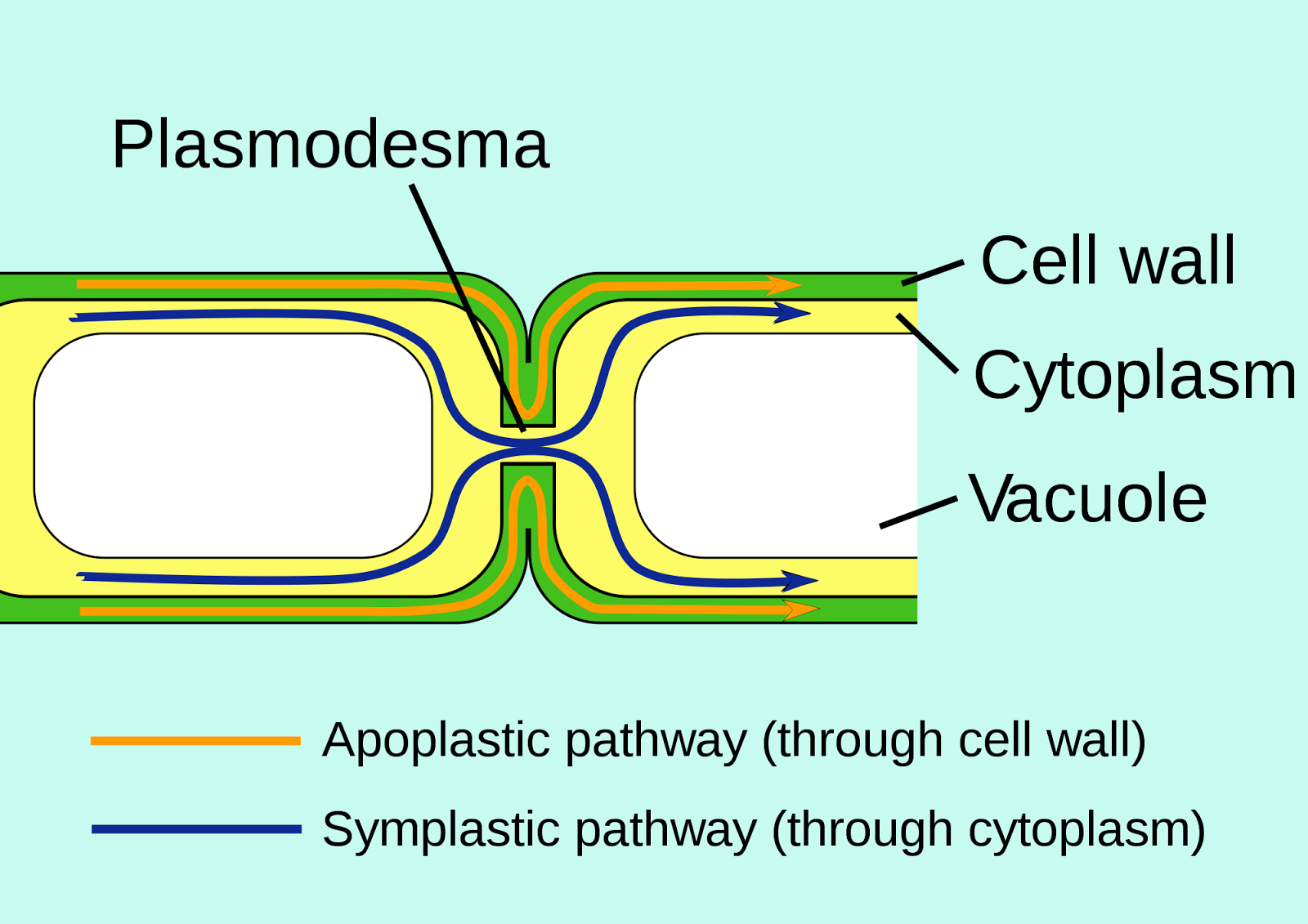 AS Biology OCR: Transport in Plants