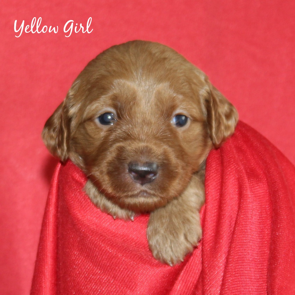 Canadian Doodle Puppies