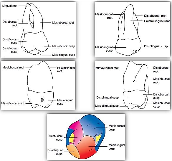 Maxillary 3rd molar l dental anatomy revision - WikiDentia