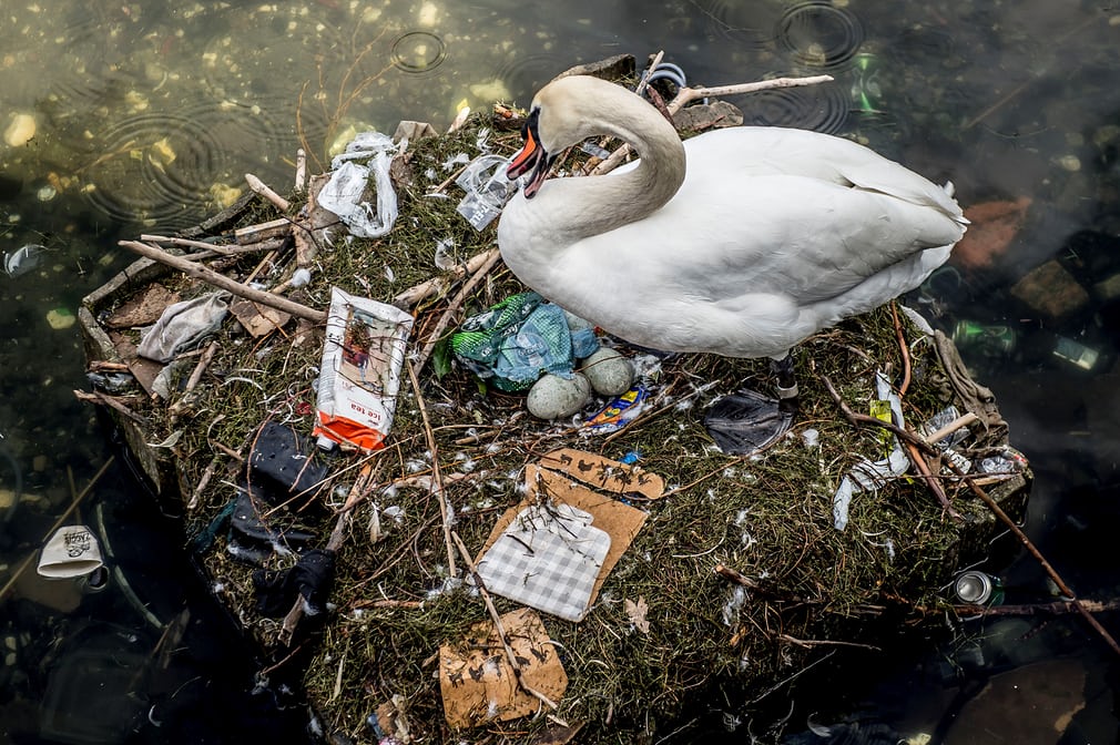 BARRY the BIRDER: Swan copes with garbage around nest.
