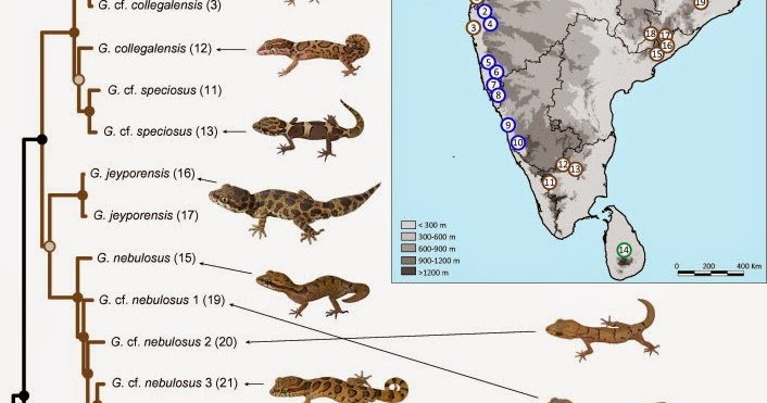 Species New to Science: [Herpetology • 2015] A Phylogeny of the Only ...