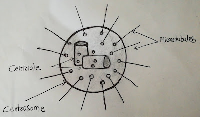 Centrosome And Centrioles