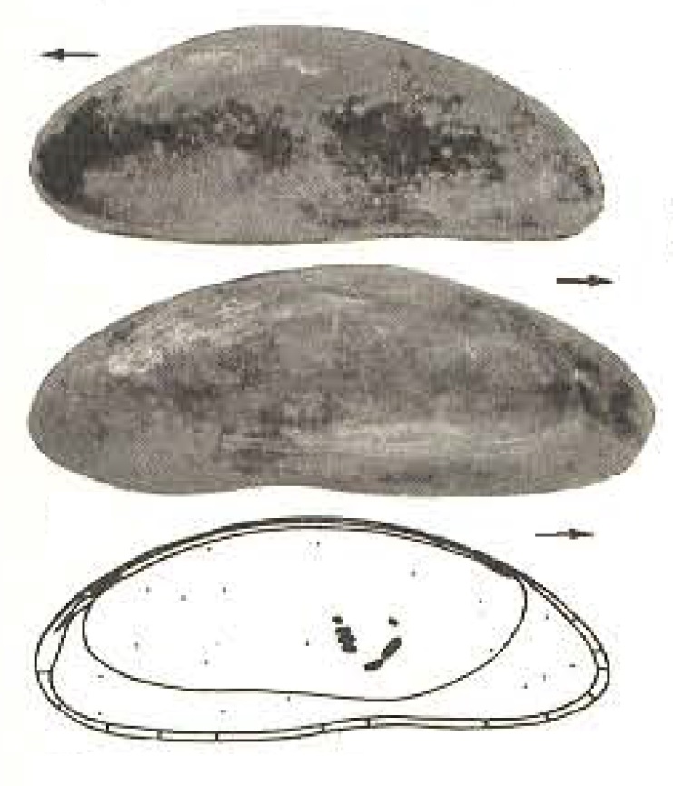 Variety of Life: Cytherois