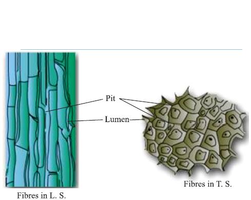 Online Notes on Chapter = 6 ( TISSUE) Part 2 - | Bioinformatics