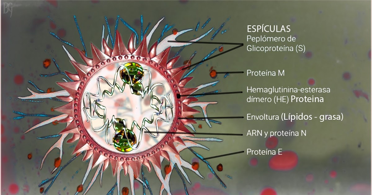 VIDA FUERZA Y SALUD: Virus, tan simples y tan complejos.