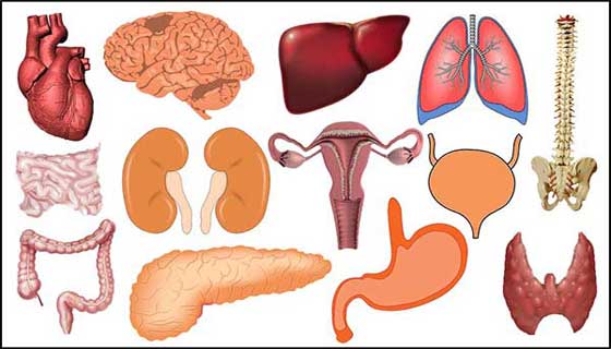 اسماء اعضاء الجسم بالفرنسية مع الصور - les organes du corps humain