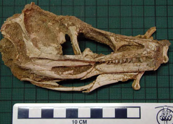 The Theropod Database Blog: 2020