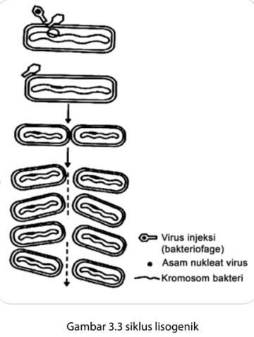Ciri-Ciri, Struktur dan Peran Virus || Biologi - Di Save