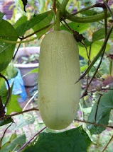 TIMUN KAMPUNG DICELAH POKOK BUNCIS UNGU - Rangkuman Cara Bertanam Lengkap