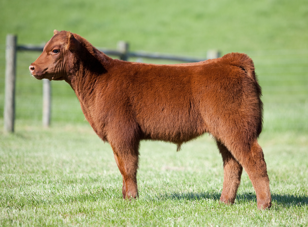 Holtkamp Cattle Co: BOJO's in Run for the Backdrop