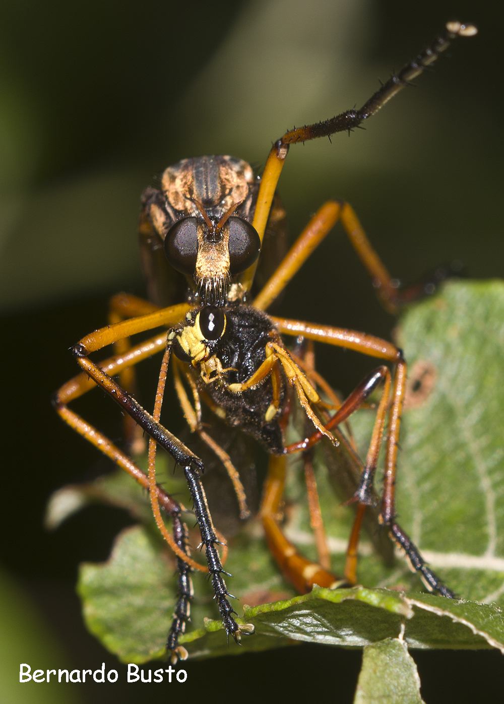 RÍA DE LA VILLA: Escena de caza