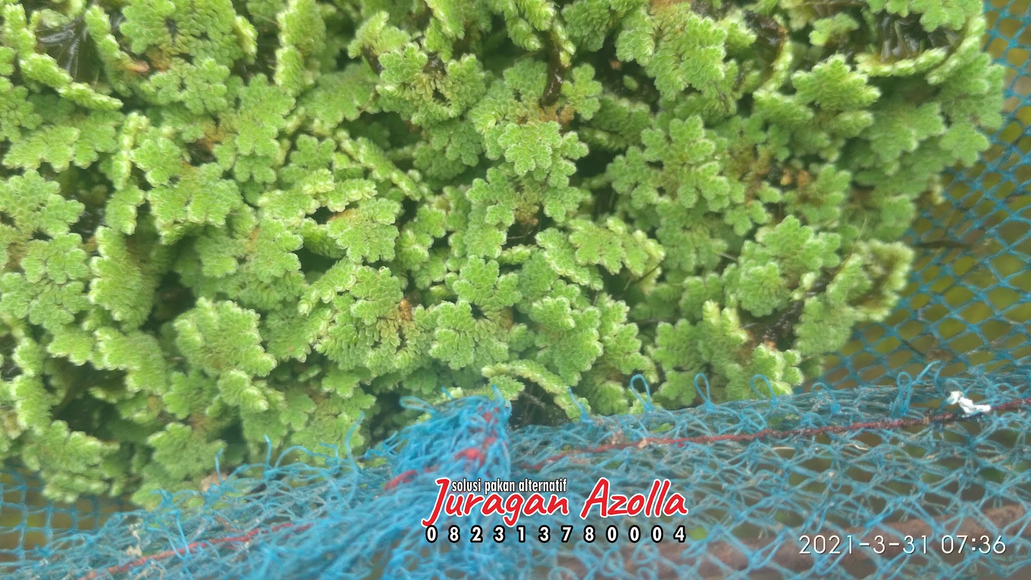 jual azolla microphylla: azolla microphylla murah
