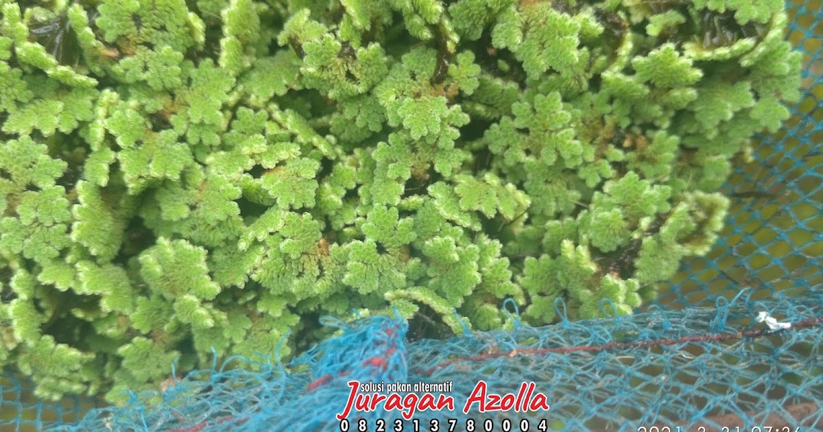 jual azolla microphylla: azolla microphylla murah