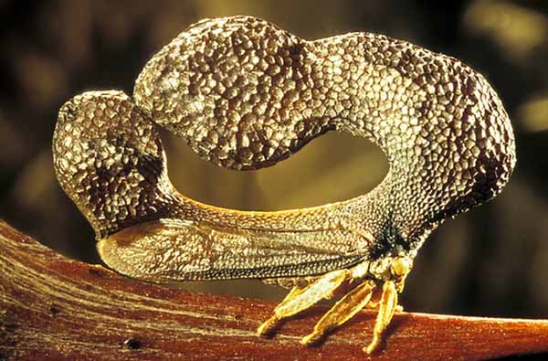 Treehopper Insects With Unique and Bizarre Head | Luxyana