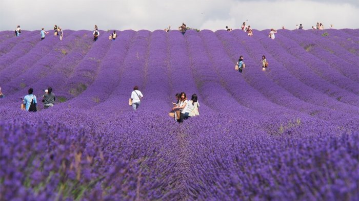 Berlokasi di Perancis hingga Inggris Inilah Taman Bunga Lavender Paling ...