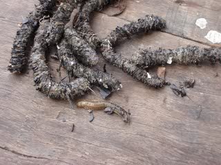 Laman Pengail: CARA MENCARI UMPUN-UMPUN