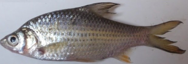 Beardless barb Cyclocheilichthys apogon (Valenciennes, 1842 ...