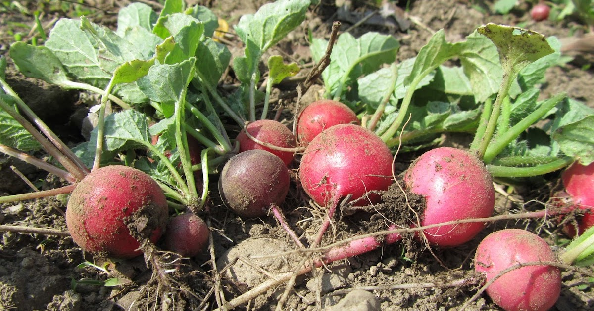 Quando e Come Seminare i Ravanelli (Raphanus sativus)? Come Si ...