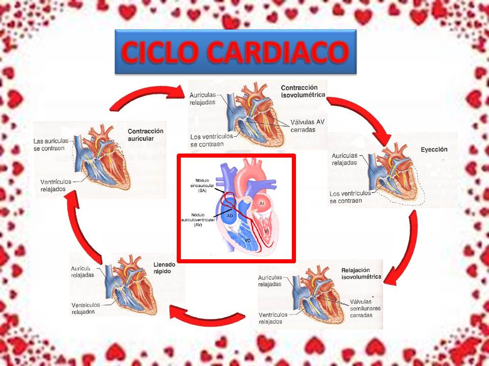 Blog Shido De Fisiología Medica: CICLO CARDIACO
