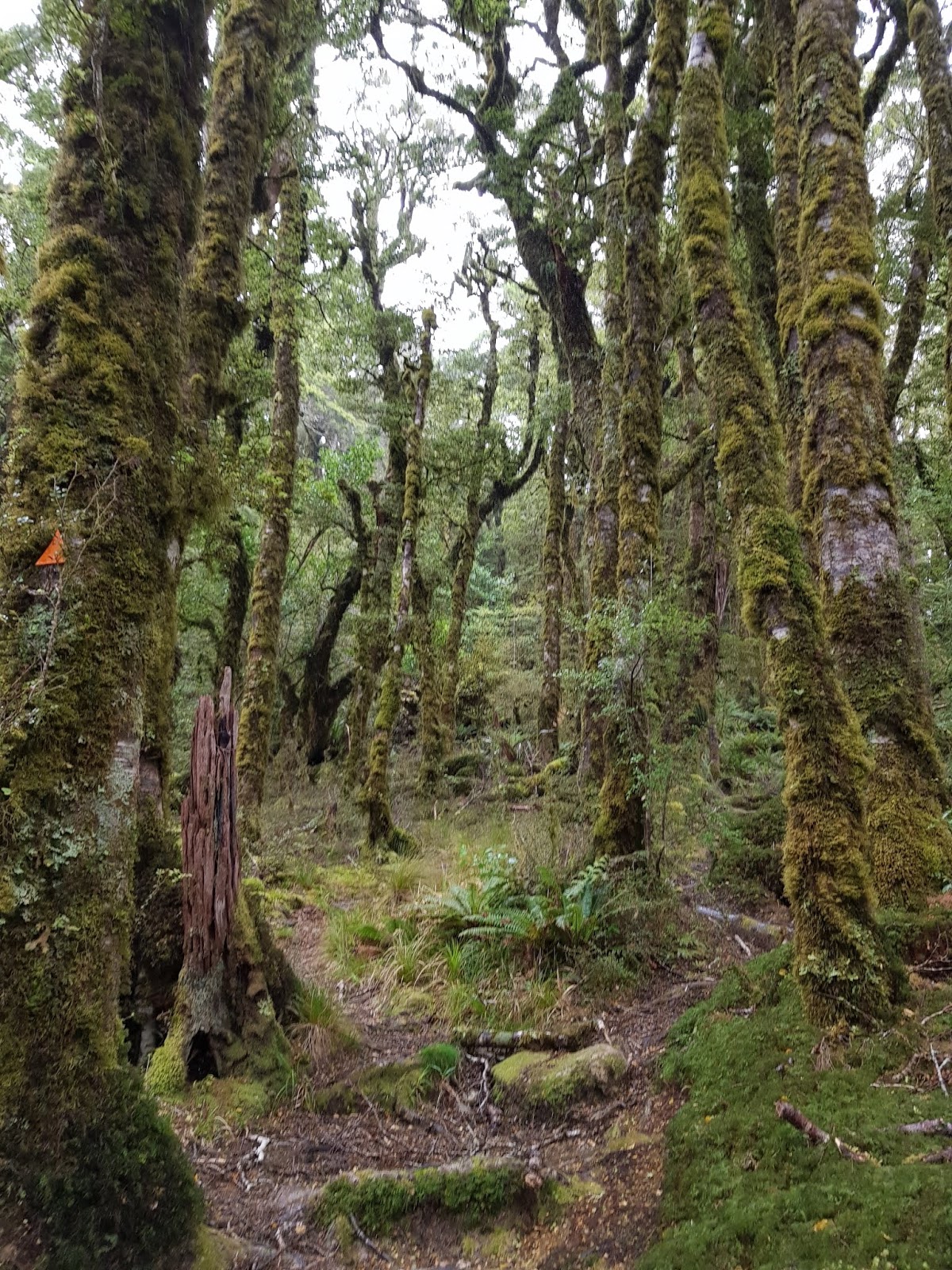 Tramping the Tararuas: Blue Range Hut