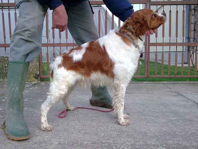Epanjel Breton: Predstavljanje odgajivača :Dejan Krilović-Šabac