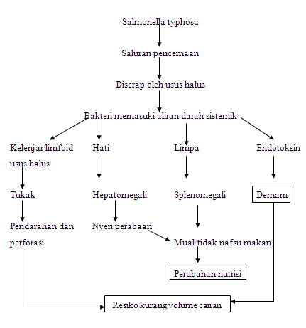 Demam Tifoid ~ Blog Artikel Kesehatan