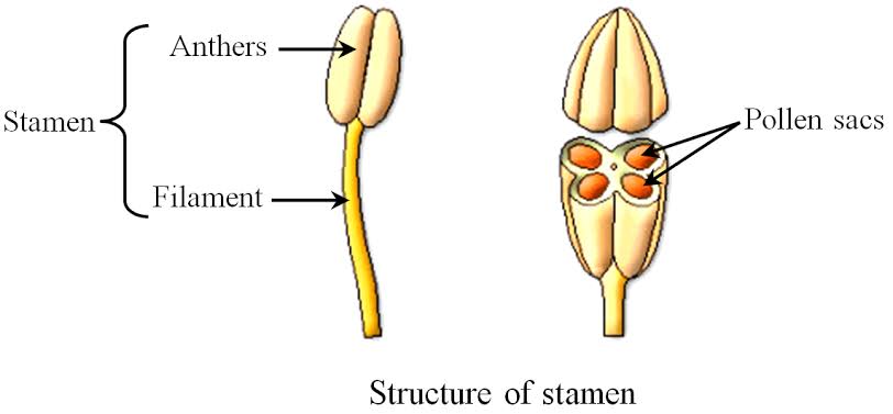 Male reproductive structure in flowering plant , Microsporogenesis