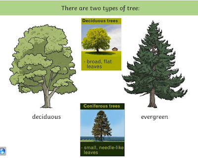 Coniferous Vs Deciduous