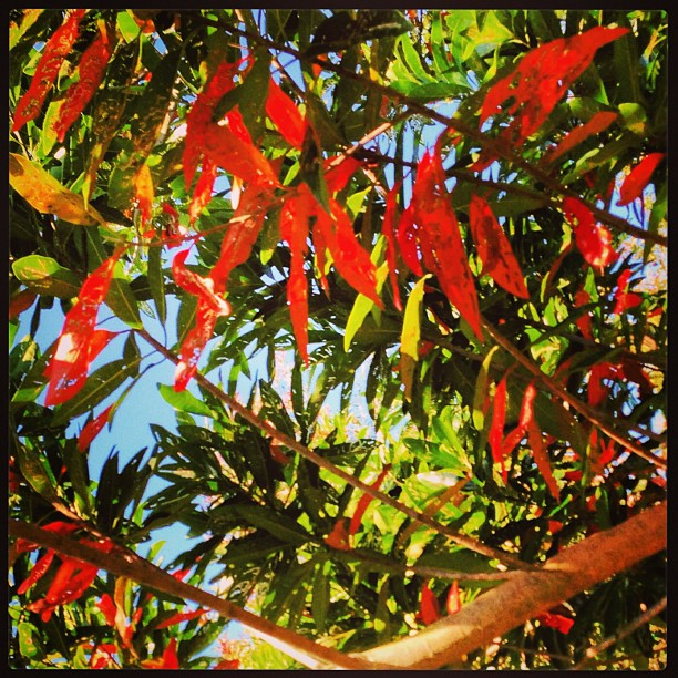 homage to the seed weblog . . .: Local focus