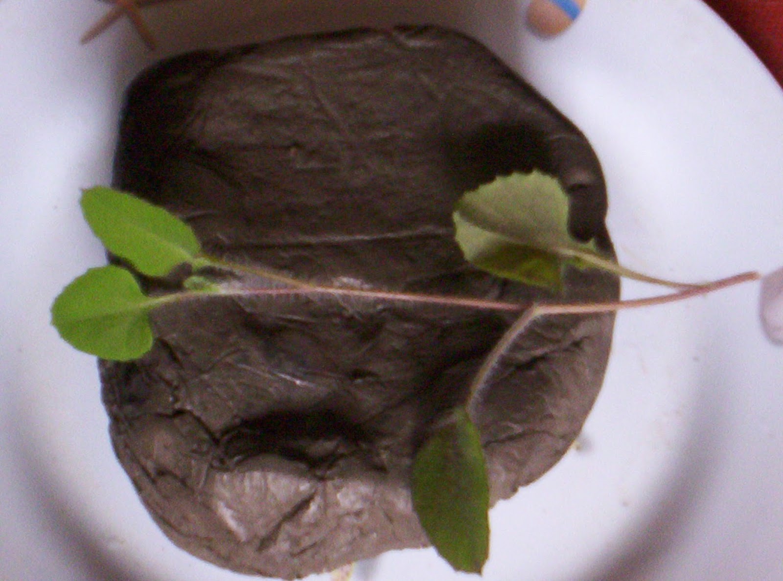 O Uso da Argila para Cura: PROPRIEDADES DA ARGILA