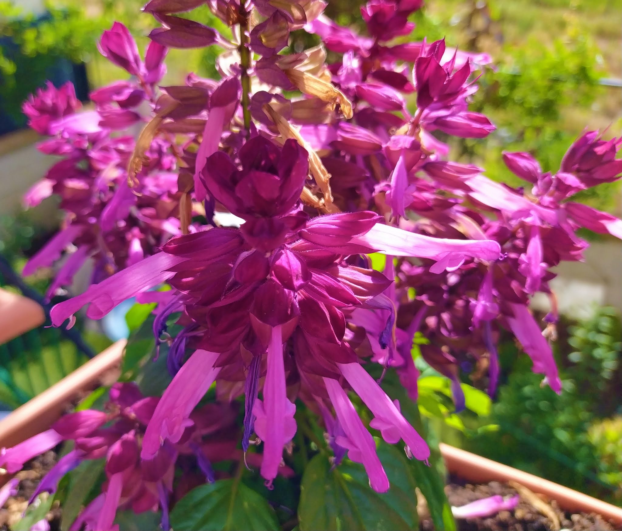 Biosfera vegetal.: Salvia roja (Salvia splendens Sellow ex Schult.).