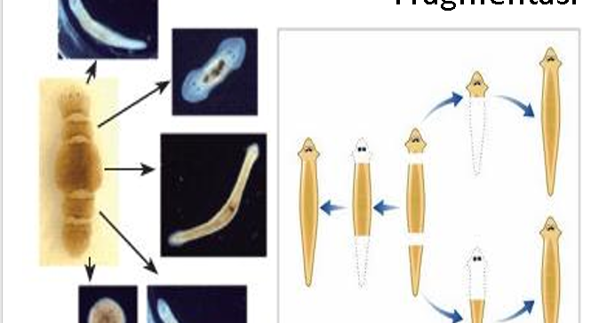 Inspirasi Terpopuler Hewan Fragmentasi