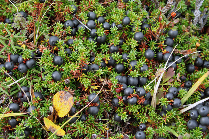 Fruit Warehouse: Crowberry ( Empetrum nigrum )