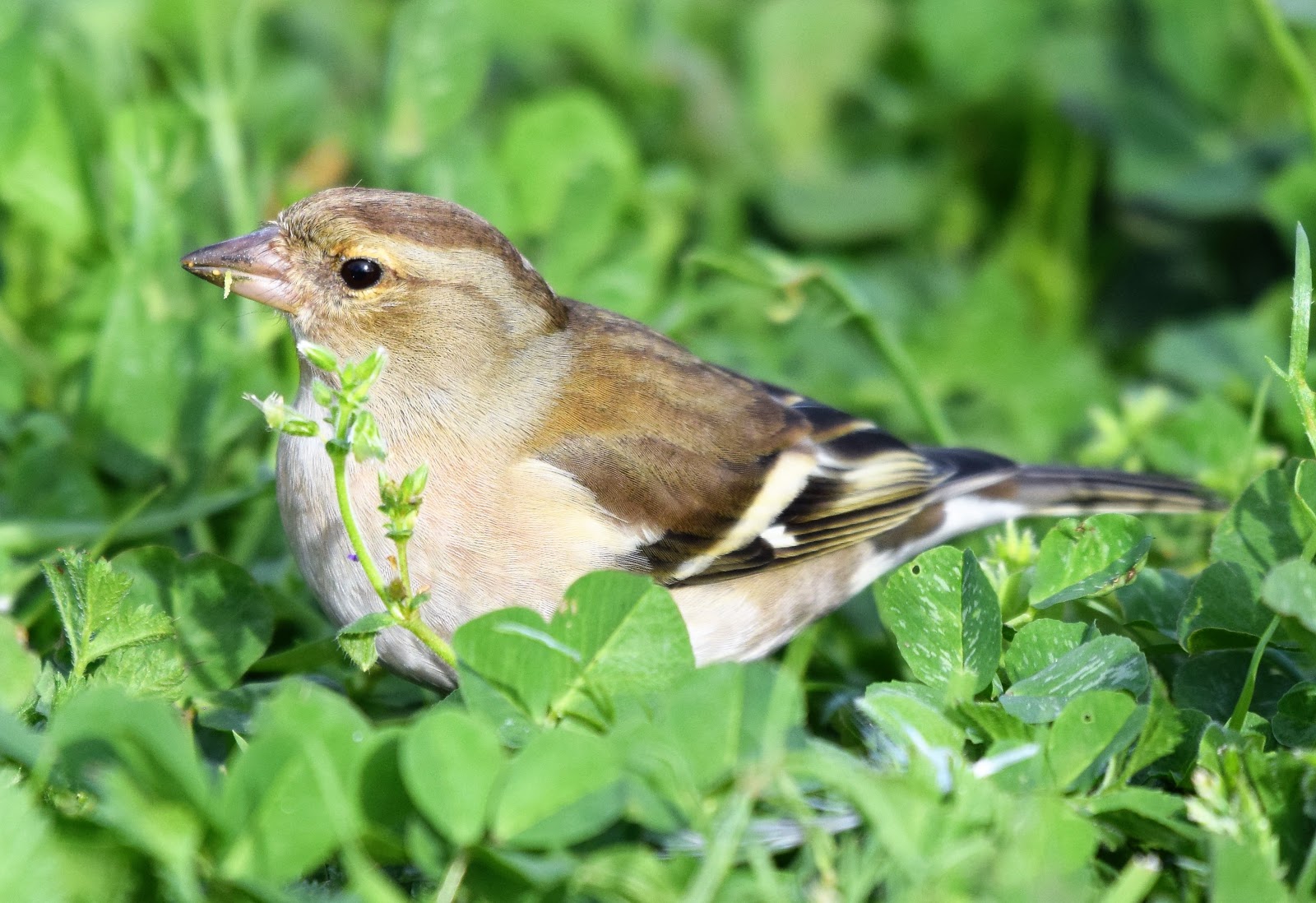 Imagens da vida animal: Tentilhão-comum (Fringilla coelebs)