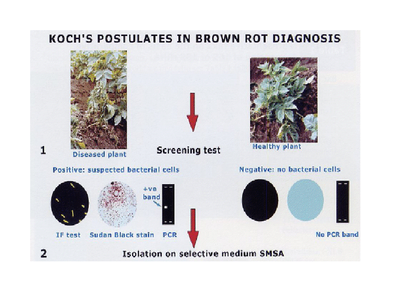 Mayang fg: CARA IDENTIFIKASI BAKTERI