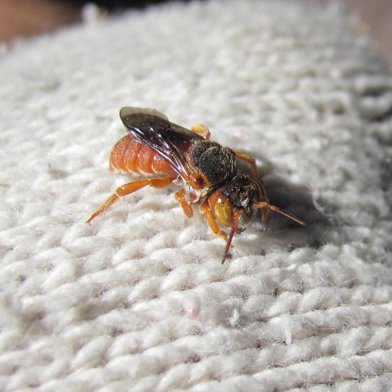 Insectos y flores de Coín: ABEJAS Y AVISPAS DE COIN