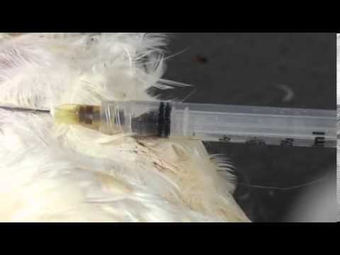 BLOOD COLLECTION IN ADULT CHICKENS - علوم الدواجن Poultry Science