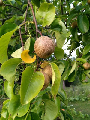 Всё о бегониях и не только...: Груша сердцевидная / "Плимутская груша ...