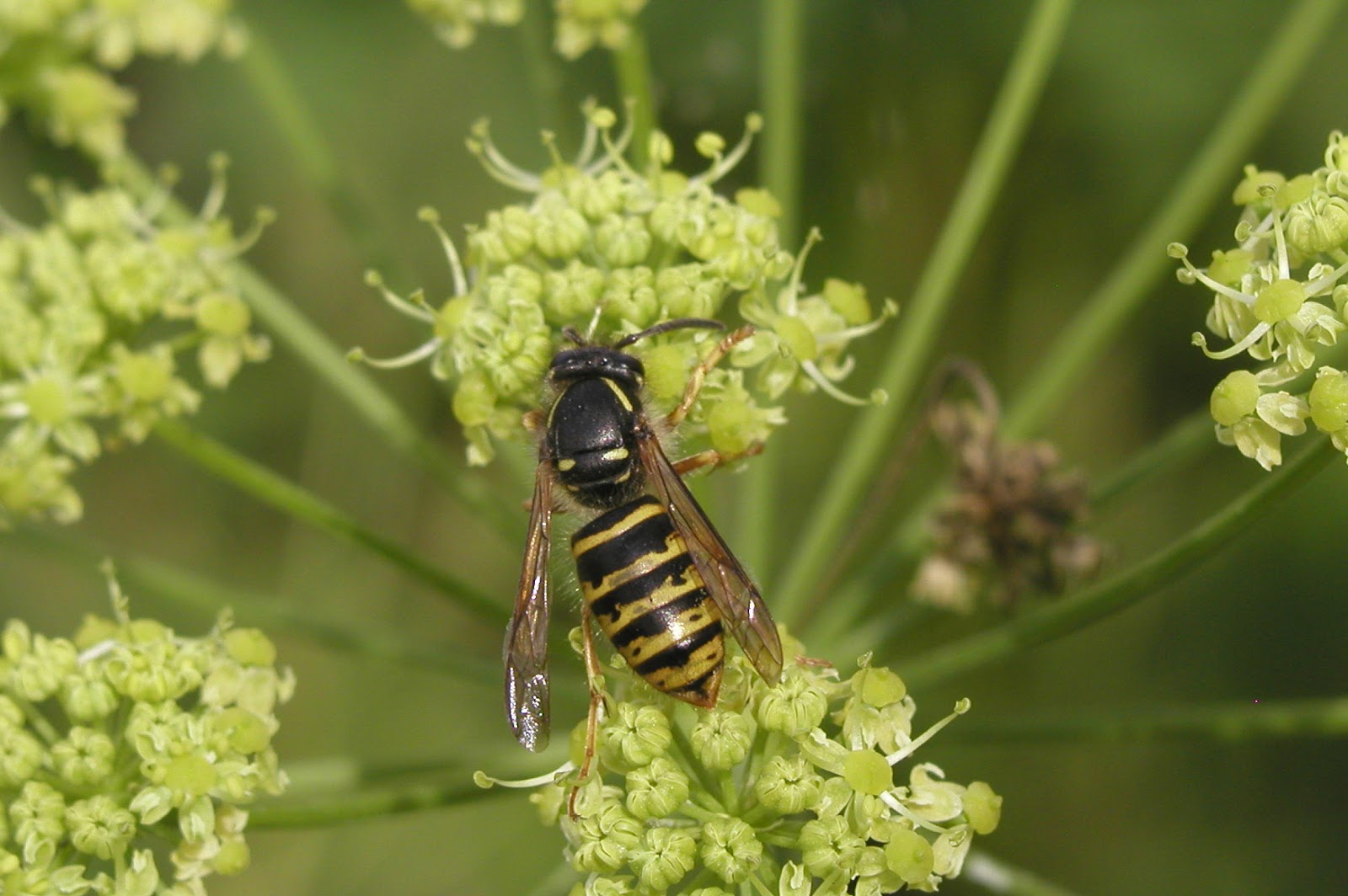 Hunajalla höystettyä: Ampiaiset ärhäköityvät loppukesästä: tee kotiin ...