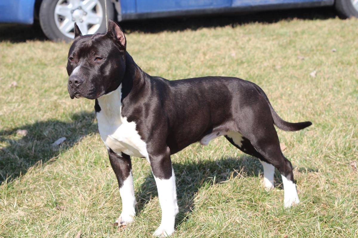 MorsoRosso: STORIA & STANDARD - AMERICAN STAFFORDSHIRE TERRIER
