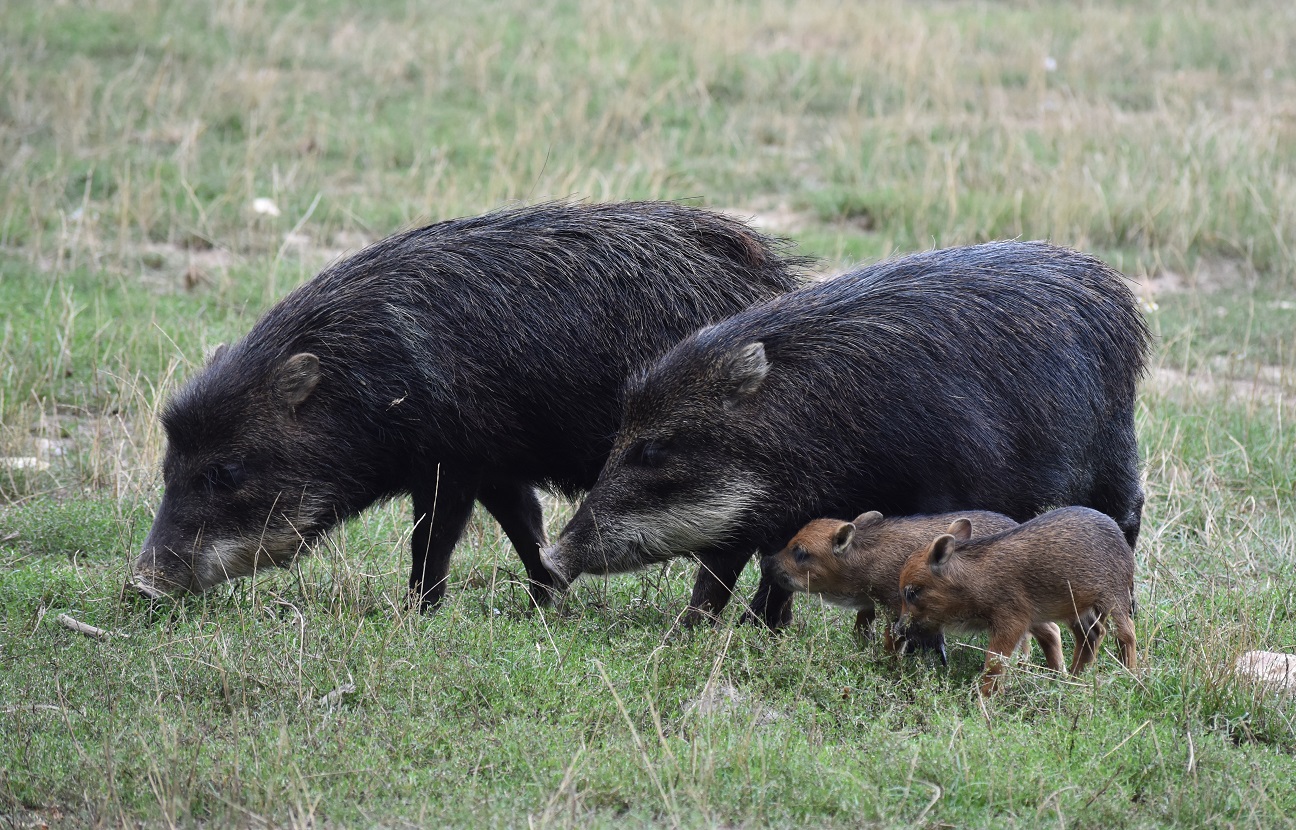 ZOOTOGRAFIANDO (6.100 ANIMALS): PECARI LABIADO / WHITE-LIPPED PECCARY ...
